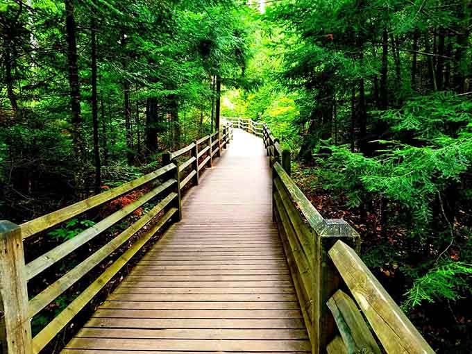 The boardwalk winds through forest so green it makes your eyes happy just looking at it.