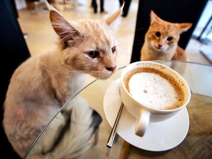 This orange tabby's coffee inspection is thorough; nothing gets past the quality control department around here.