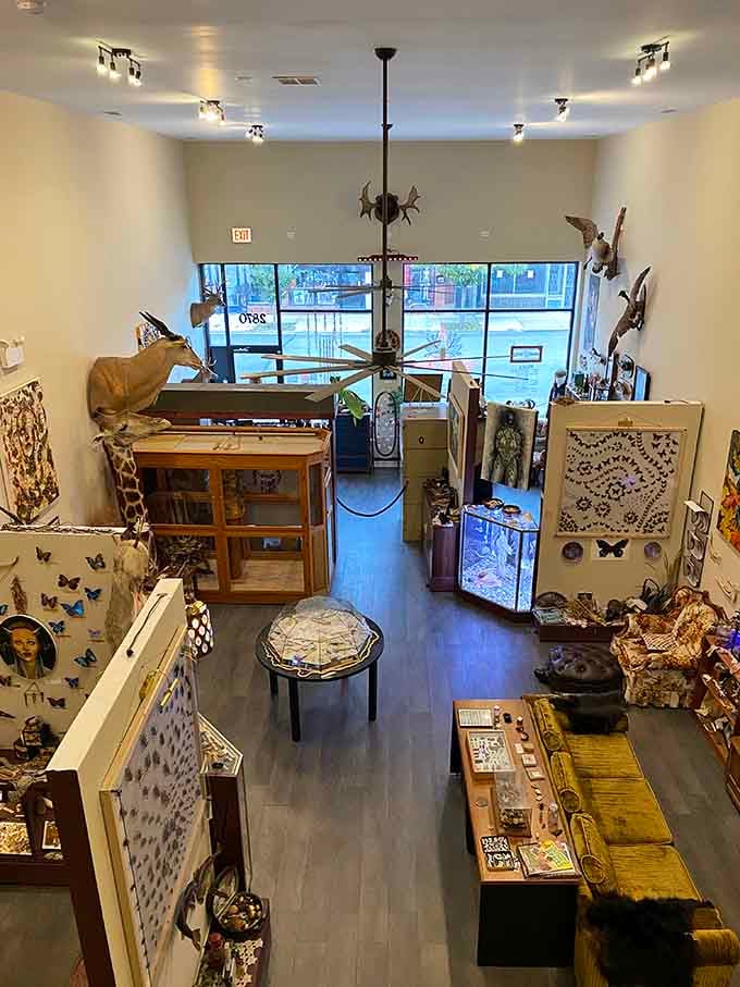 Inside, taxidermy meets entomology in a cabinet of curiosities that would make Victorian collectors weep with envy and wonder.