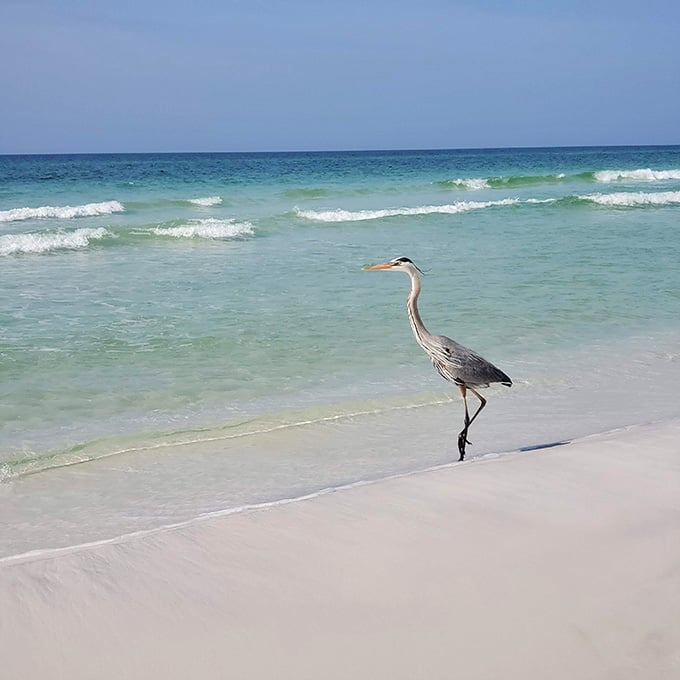 This great blue heron has better beachfront property than most of us will ever afford, honestly.