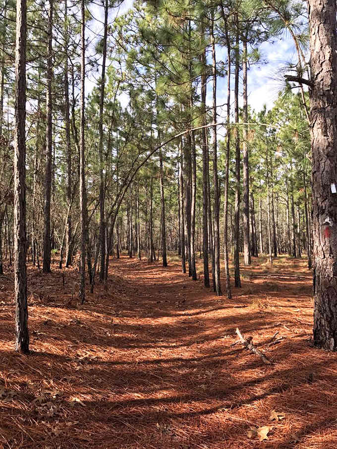 Walking through Cheraw's pine forest feels like stepping into nature's cathedral&mdash;complete with a soft, needle-carpeted aisle and towering columns that have been standing far longer than your mortgage.