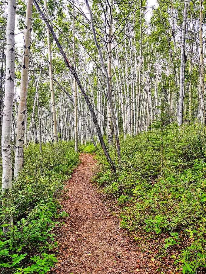 A birch-lined path beckons like something from a fairy tale. No breadcrumbs needed on this trail&mdash;just bring your sense of wonder.