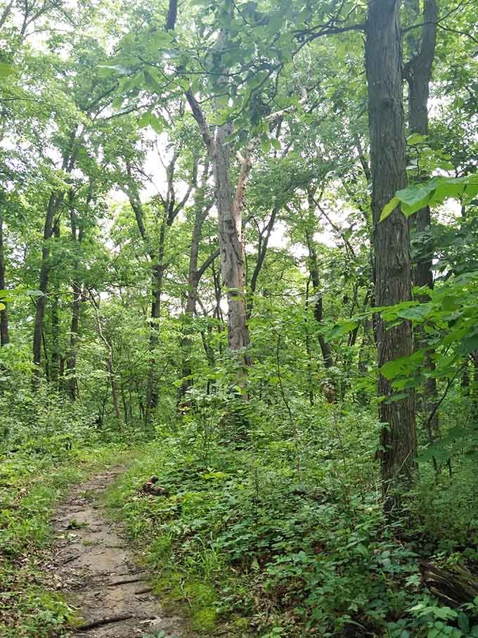 Dense forest trails lead you deeper into the woods, where every shadow could be something interesting, probably.