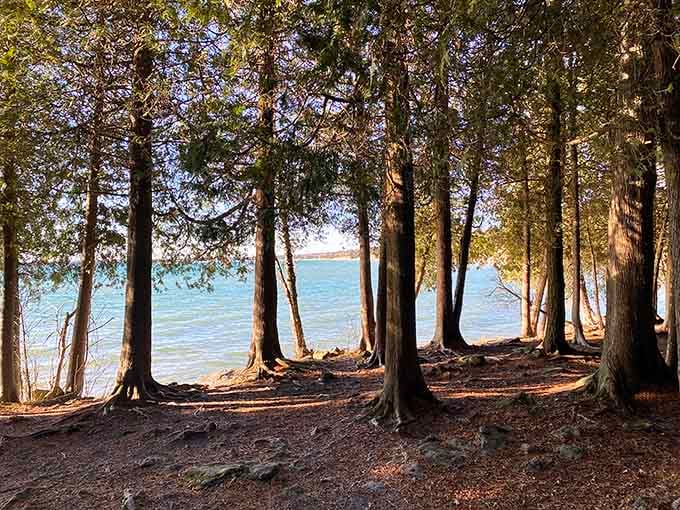 Trees framing turquoise water like nature's own picture window, no admission fee for the view required.