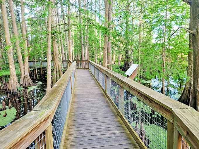 This peaceful boardwalk through cypress swamps proves Florida has more to offer than just beaches and retirement communities with aggressive shuffleboard leagues.