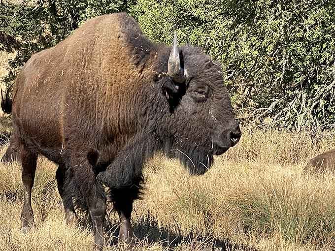 This magnificent bison proves that Oregon wildlife comes in both local and exotic varieties, equally impressive.
