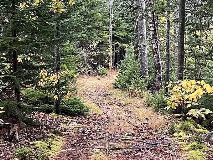 Witherle Woods offers trails that wind through spruce and fir, creating the perfect escape for when you've eaten too many lobster rolls.