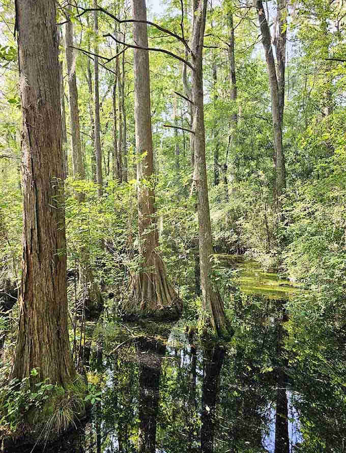 Cypress knees rise from tea-colored water like nature's own sculpture garden, free admission included.