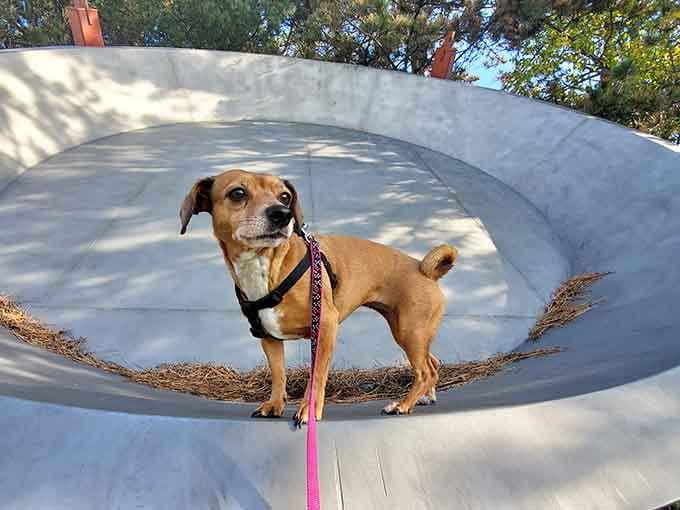 Even the local dogs understand that posing in a giant pie pan is peak Michigan living.