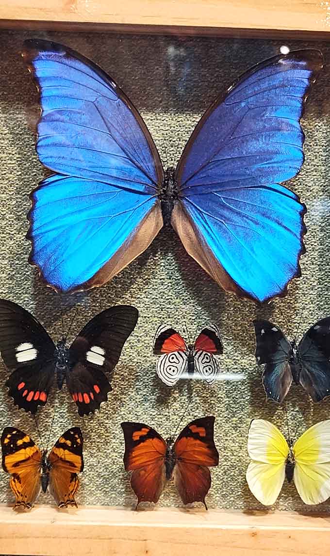 These preserved butterflies showcase nature's artistry in colors so vivid they make your TV's saturation settings look amateur.
