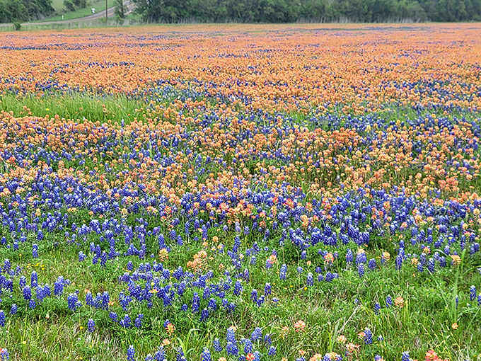 Mother Nature shows off her artistic side with this breathtaking canvas of bluebonnets and Indian paintbrushes&mdash;Texas's version of nature's fireworks display.
