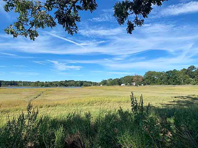 Connecticut's version of the African savanna. This golden meadow whispers stories of seasonal change under that impossibly blue sky.