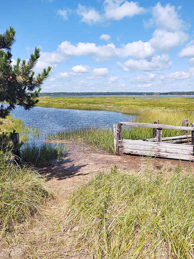 Nature's own watercolor masterpiece: salt marshes stretch toward the horizon, creating a tranquil ecosystem where land and water engage in their ancient, delicate dance.