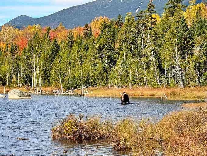 A moose enjoying its morning bath proves some locals prefer the spa treatment au naturel. Maine's unofficial welcoming committee.