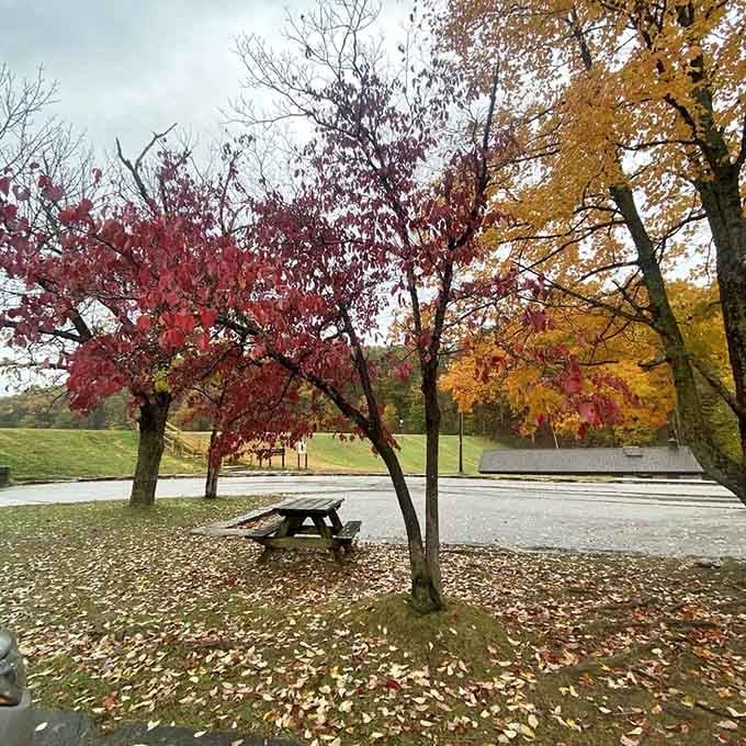 Nature's color palette on full display. These trees aren't just changing colors&mdash;they're showing off like contestants in a talent show.