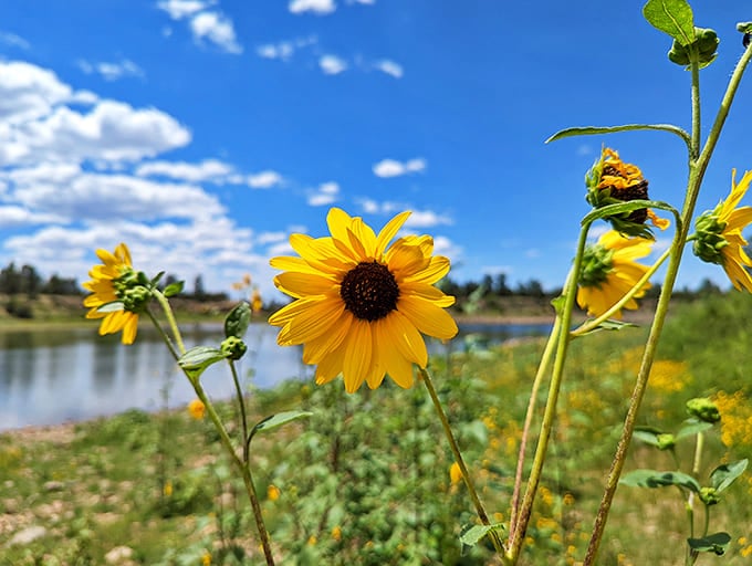 Desert sunflowers standing tall against the Arizona sky&mdash;nature's way of saying "even in the toughest environments, something beautiful will bloom."
