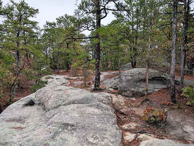 Nature's penthouse view atop exposed bedrock formations. These billion-year-old stones have witnessed more drama than all seasons of your favorite show combined.