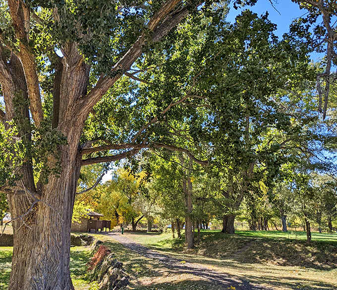 Ancient cottonwoods stand guard over Lake Walcott's shoreline, their branches reaching skyward like nature's cathedral.