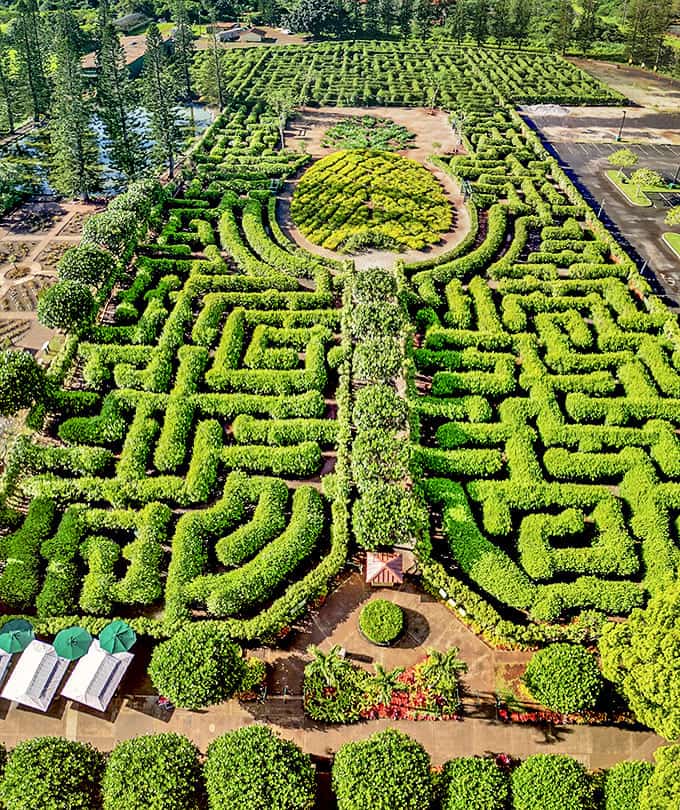 Nature's puzzle box: From above, the intricate pathways reveal themselves in a pattern that would make even the Minotaur reconsider his career choice.