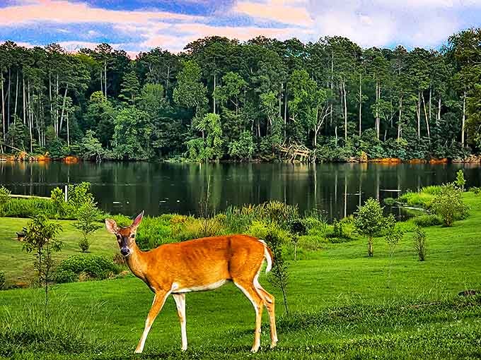 "Excuse me, this is my photoshoot." Wildlife roams freely throughout the park, creating magical moments when least expected.