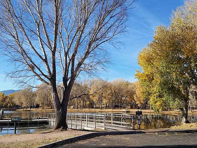When cottonwoods turn gold in autumn, this riverside park becomes Arizona's answer to a New England postcard.