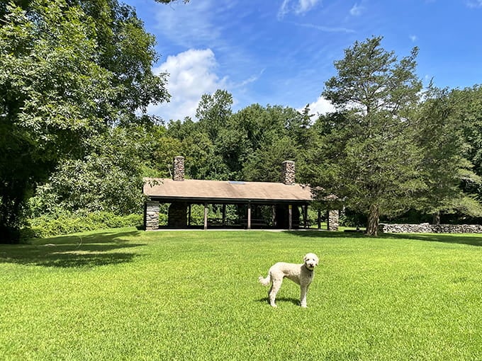 Even the four-legged visitors approve of this perfectly manicured lawn, where picnic dreams come true under open skies.