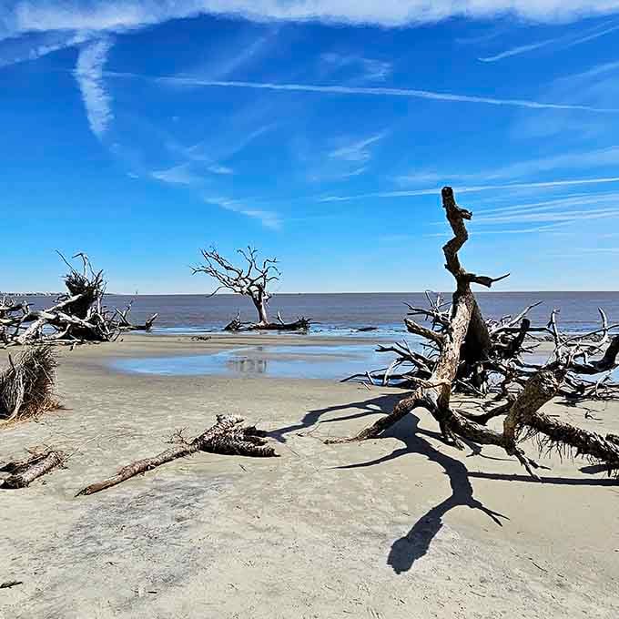 Driftwood sculptures dot the beach like an outdoor gallery curated by storms and tides over decades.