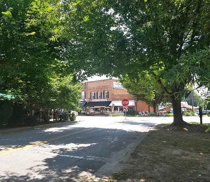 Ancient trees create nature's cathedral over downtown streets, offering shade that air conditioning can't match at all.
