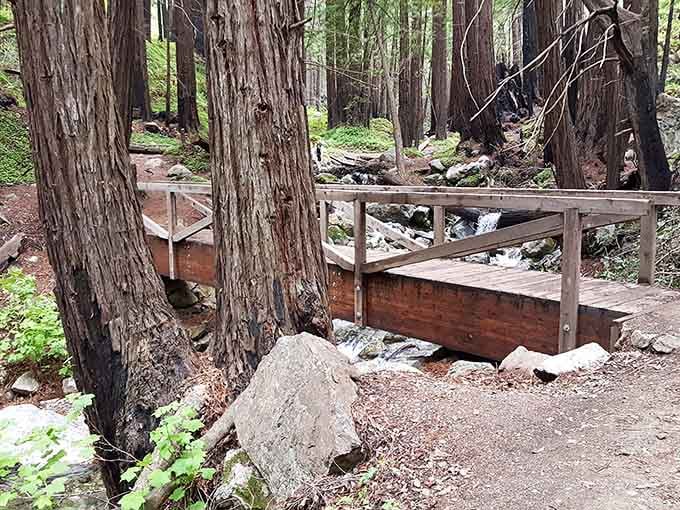 A rustic footbridge crosses the creek through towering redwoods, proving that simple paths lead to extraordinary places.