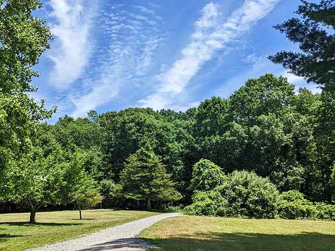 Those wispy clouds above the tree canopy create nature's own cathedral ceiling for your afternoon stroll.