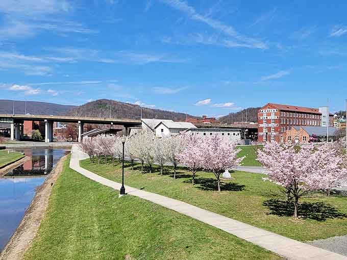 Cherry blossoms line the waterway like nature's own welcome committee, putting on their annual spring show.