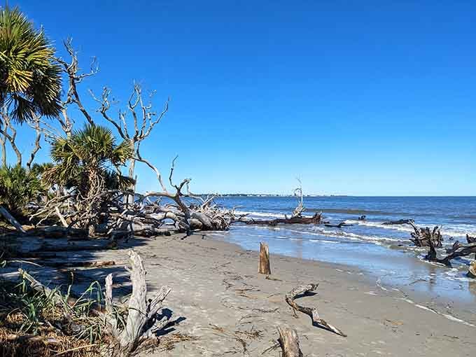Twisted trees frame the shoreline in silvery gray, creating scenes that belong in a Tim Burton film.