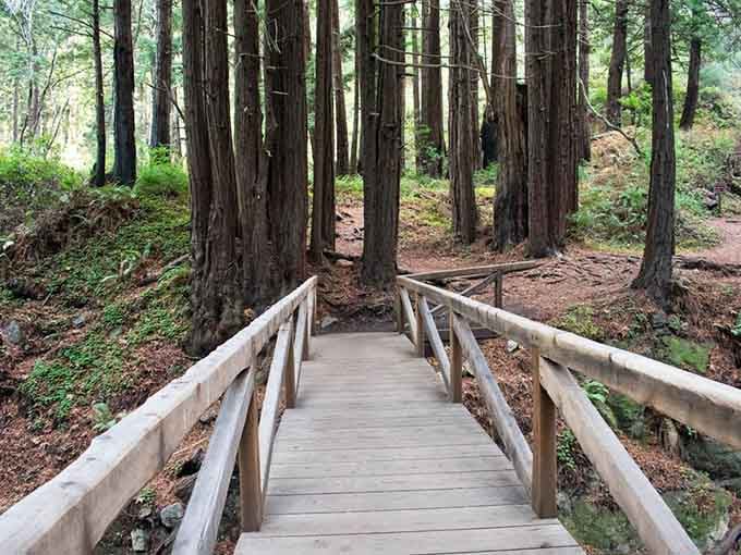 These ancient giants stand like nature's skyscrapers, their trunks wider than most living rooms you've ever seen.