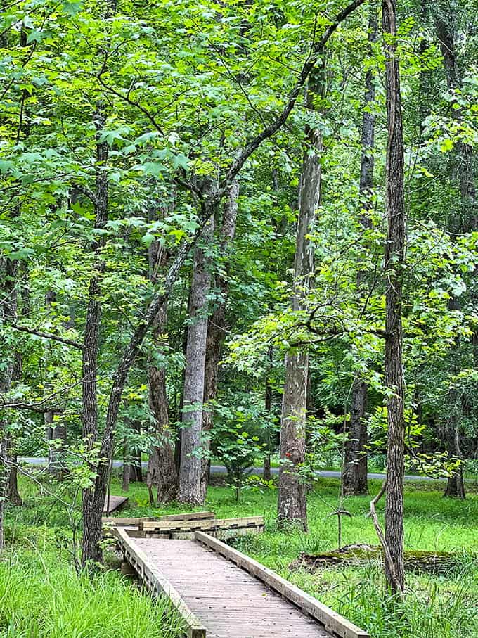 A simple boardwalk stretches into emerald woods where sunlight filters through leaves like nature's own stained glass windows overhead.