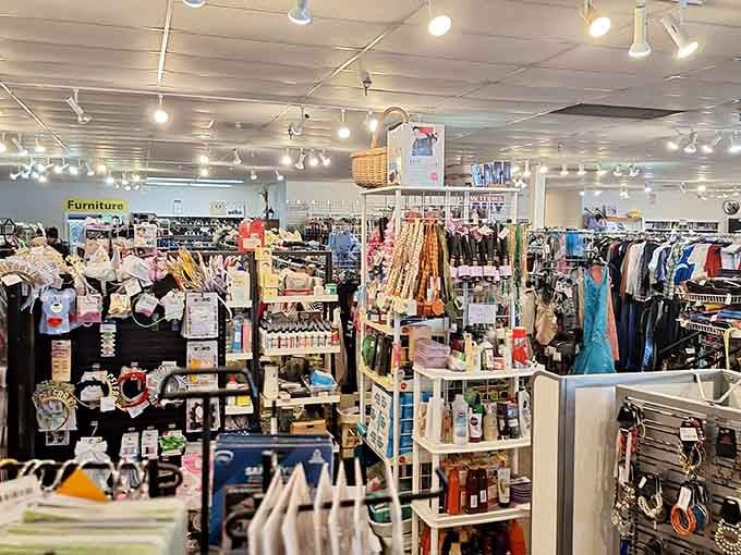 Track lighting illuminates a wonderland of possibilities where every shelf holds potential treasures waiting to find new homes.