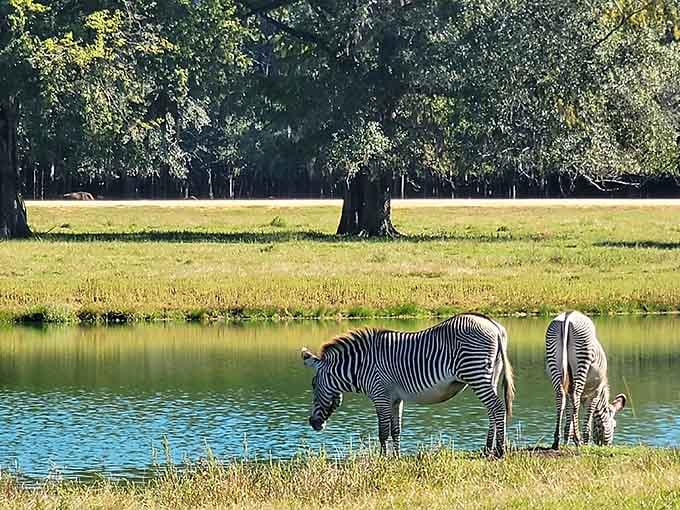 Zebras taking a leisurely drink, completely unbothered by their Alabama zip code instead of an African one.