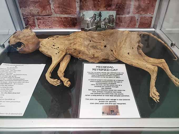 Yes, that's a medieval petrified cat, because apparently this collection includes literally everything cat-related throughout history.