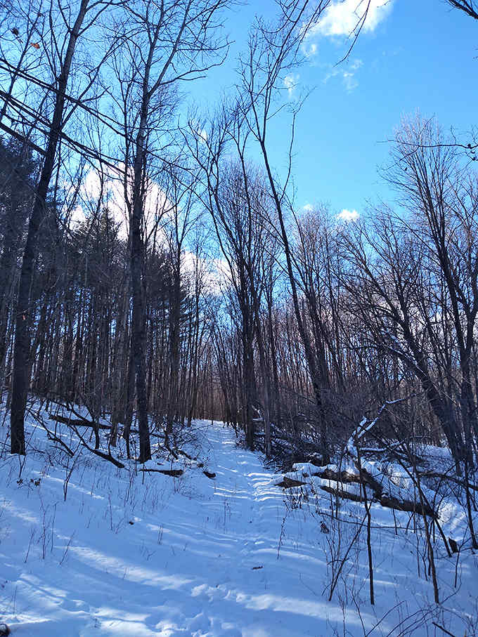 Winter's stark beauty transforms Ash Creek Community Forest into a monochrome masterpiece. These bare branches tell stories of patience and renewal.