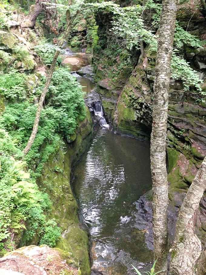 Pewits Nest's moss-covered gorge looks like Middle Earth decided to vacation in Wisconsin for a few million years.