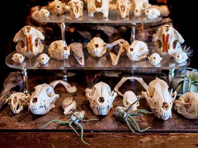 Animal skulls arranged like nature's own art gallery, each one telling stories older than your favorite sitcom reruns.