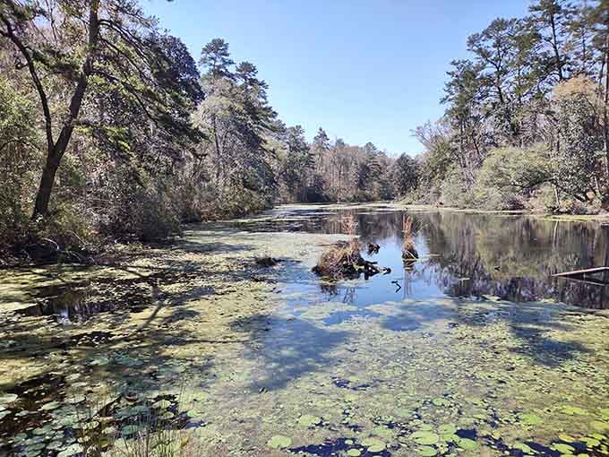 Bear Creek Educational Forest offers nature trails where the only crowds are trees, exactly as nature intended.
