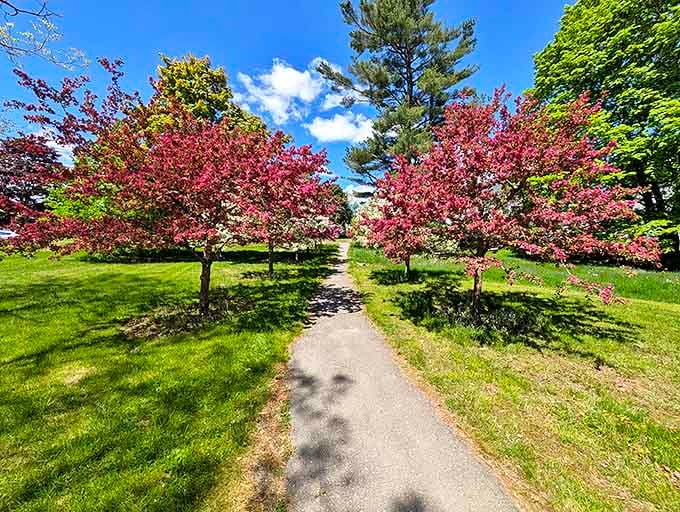 Spring explodes in Belfast City Park with cherry blossoms framing peaceful walking paths. Nature's version of a red carpet, minus the paparazzi.