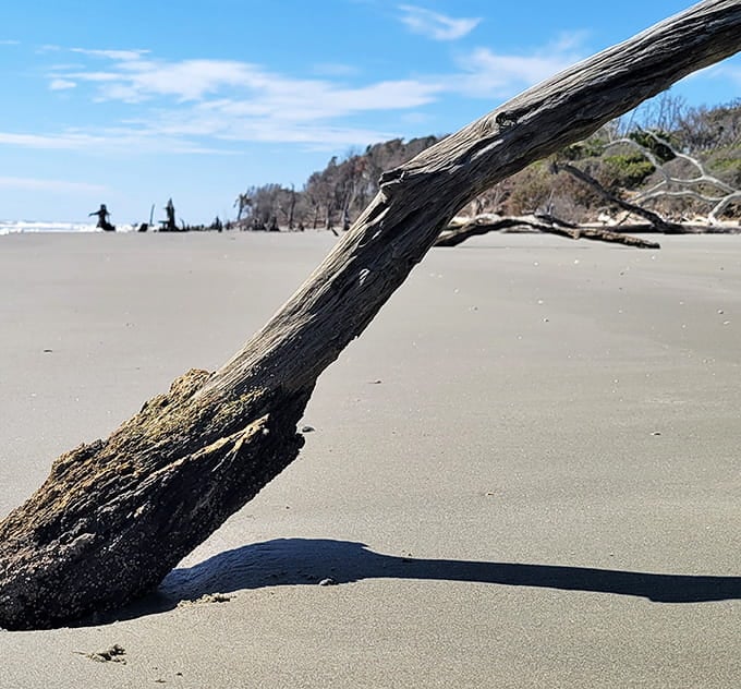 This driftwood has more character in one twisted branch than most people develop in a lifetime.
