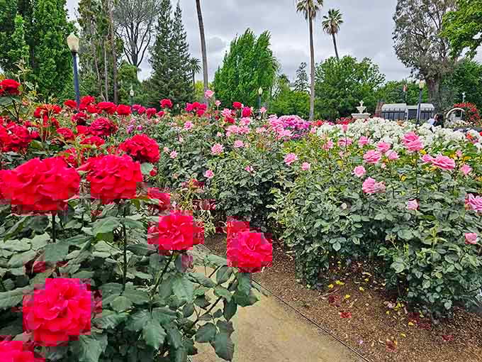Vibrant blooms stretching as far as the eye can see in this spectacular display.