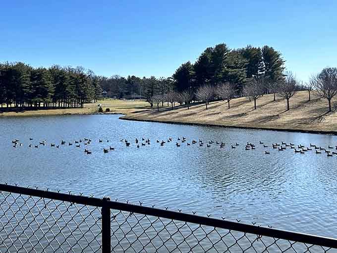 Even the geese know this pond is the best real estate in Carroll County, no HOA fees required.