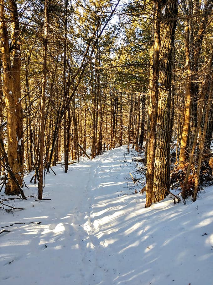 Nature's cathedral awaits in Mitchell's wooded trails, where sunlight filters through the pines like stained glass in a church.