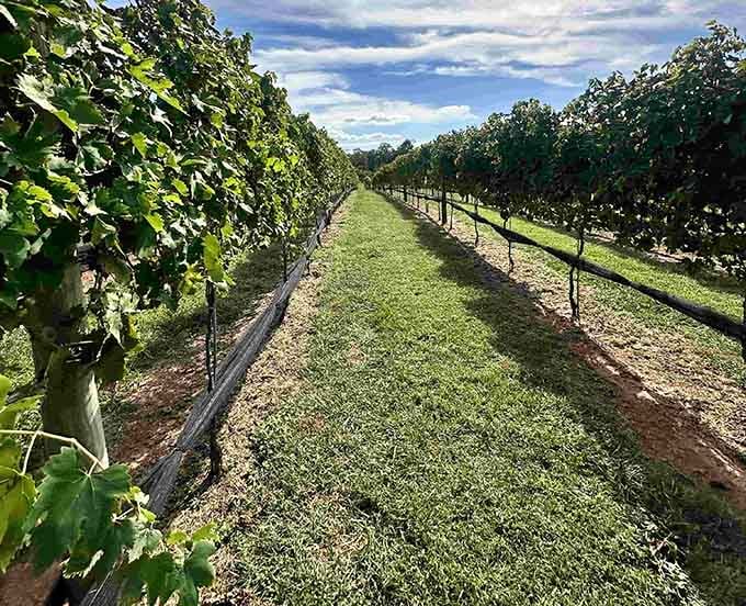 Rows of promise at Childress Vineyards, where retirement dreams include affordable wine tastings with views that rival Napa Valley—minus the California price tag.