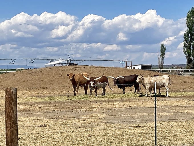 Ranch cattle graze near irrigation equipment, reminding visitors this desert landscape still supports working ranches and agriculture.