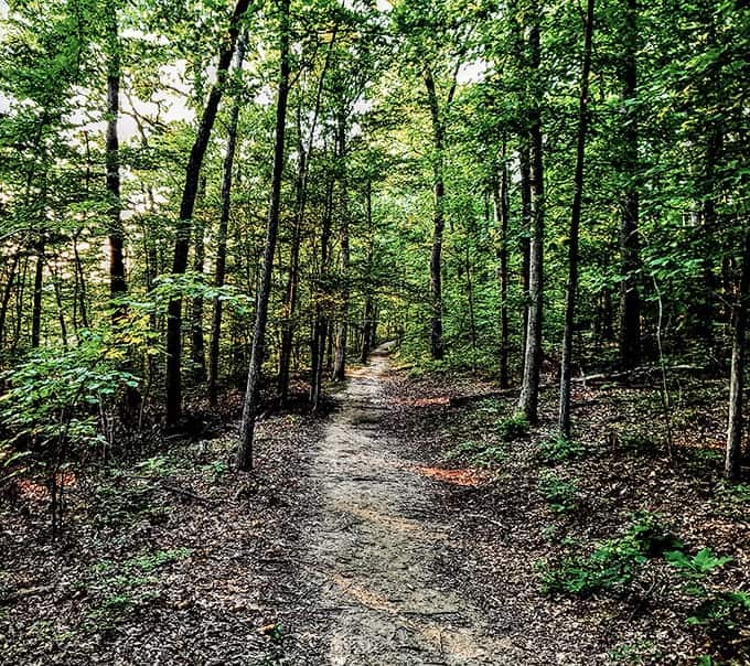 Forest trails that make you feel like you've discovered Narnia, wardrobe not included.