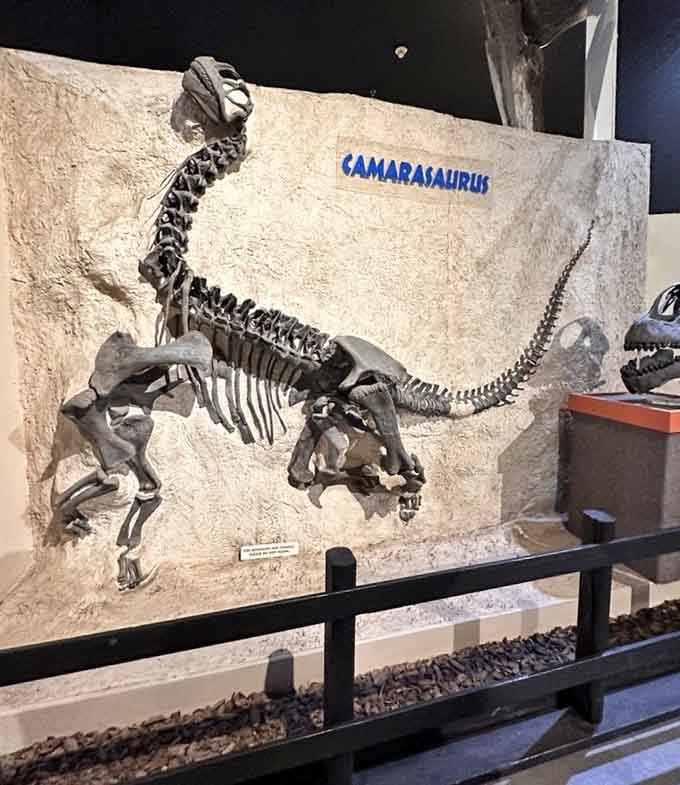 This Camarasaurus skeleton proves that sometimes the best things in life are the ones that have been around for 150 million years.